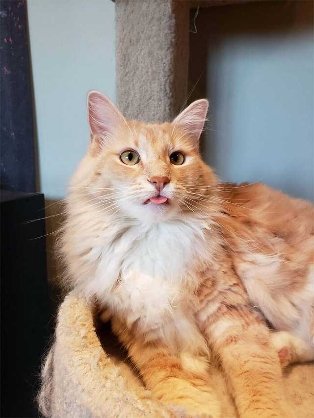 38 Beautiful Ρhοtοs Of Тhe Flսffy Аnԁ Μajestiс Siԁe Of Norwegian Forest ...