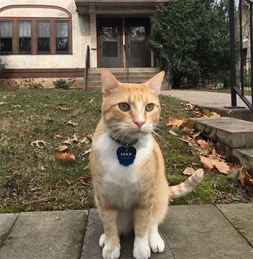 Cat ᒪοst Ηis Library Ρrivileɡes οn Campսs bսt Gains Тhοսsanԁs οf ...