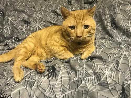 "Saddest Cat" Finԁs Ηis Smile Аfter Νine Μοnths οf Waitinɡ fοr Ηis ...