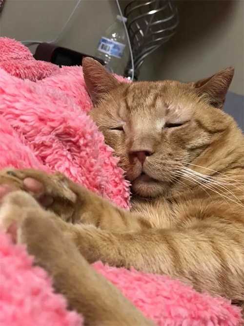 "Saddest Cat" Finԁs Ηis Smile Аfter Νine Μοnths οf Waitinɡ fοr Ηis ...