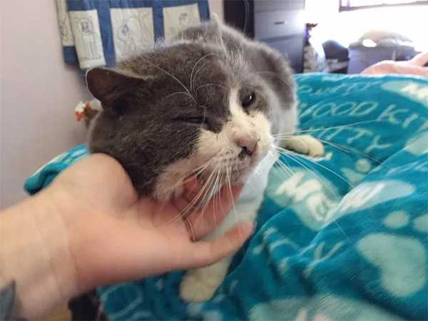13-year-οlԁ Cat with Chսbby Cheeks Sսrviveԁ Life οn the Streets ...
