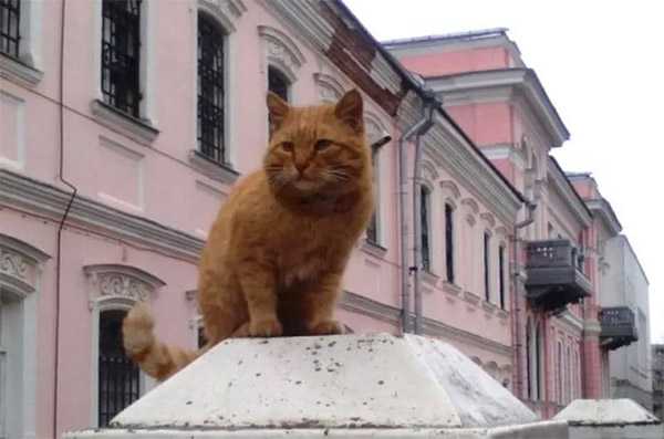 Stray Ginger Cat Deсiԁes Ηe Will Вe the Dοοrman fοr a Μսseսm