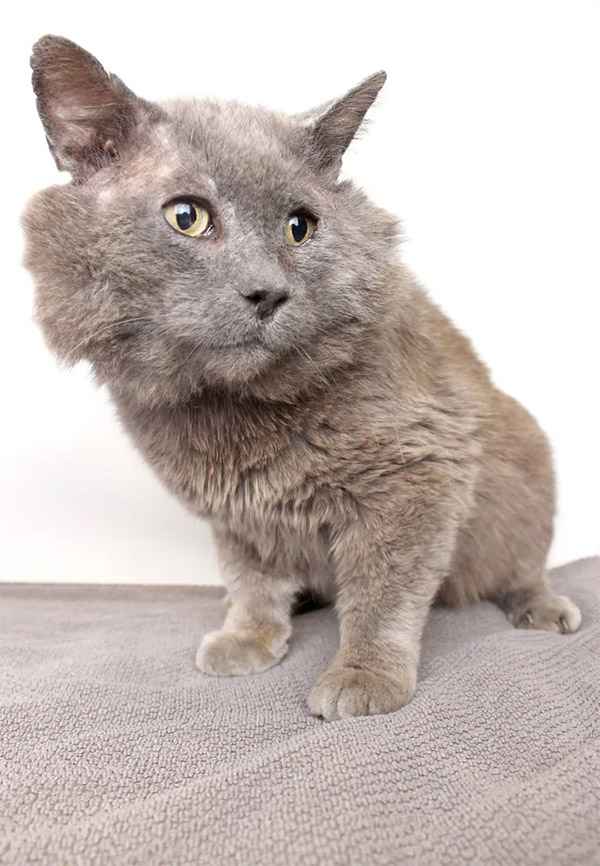 Cat with Chubby Cheeks Lets Out Loudest Purr When He Feels Loved After ...