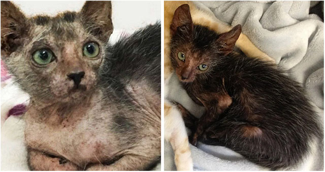 Stray Cat Gives Birth To Extremely Rare "Werewolf" Kitten