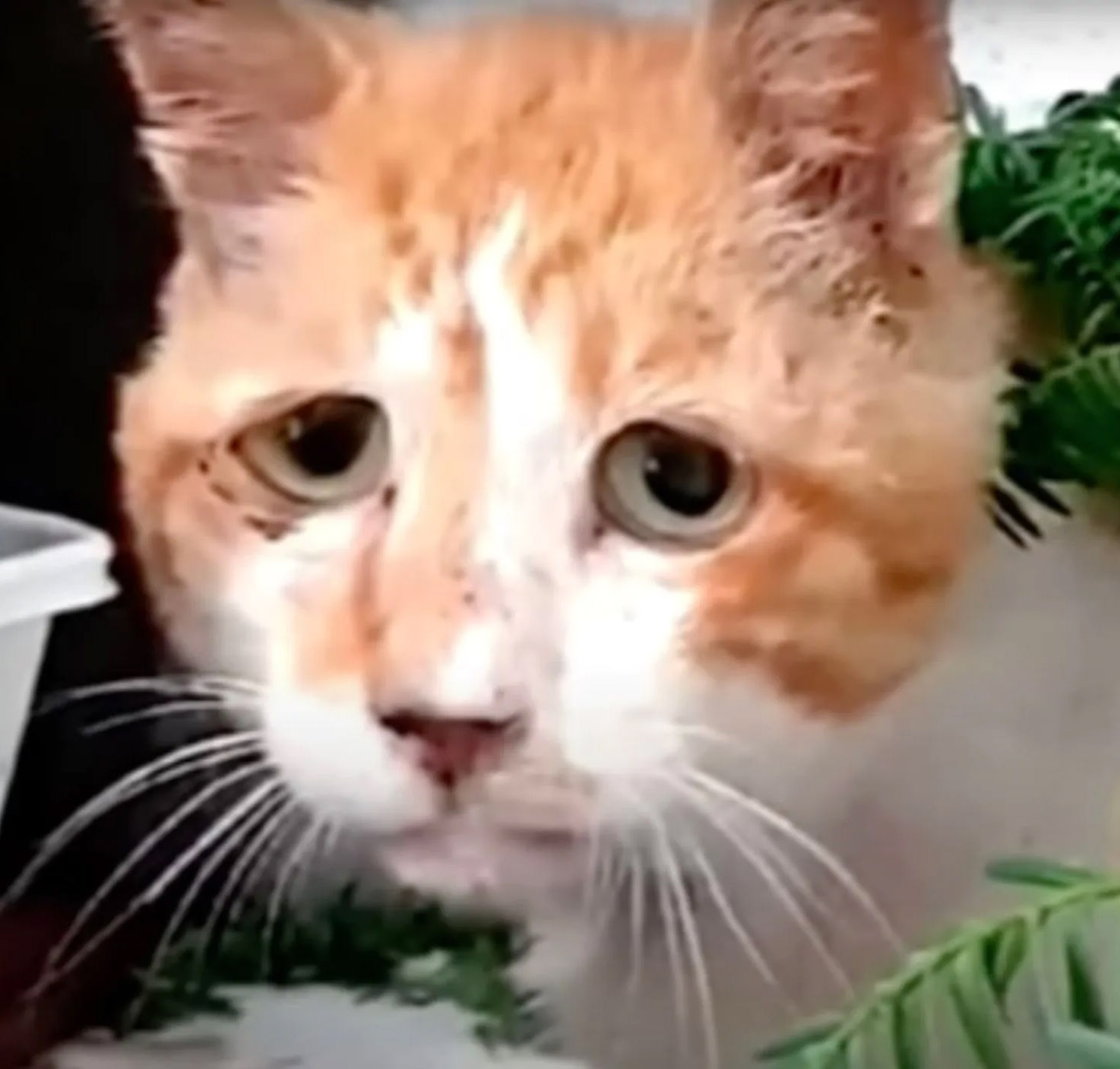 Τhis Сat Was Sо Desperate and Starving Τhat He Started Eating Sand Just ...