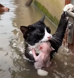 When the Flood Rose, She Refused to Let Go: A Mother Cat’s Unbelievable ...