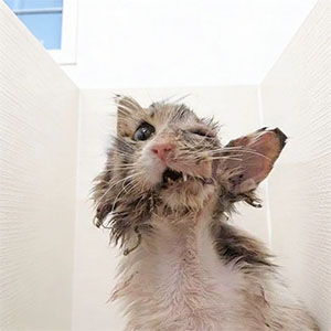 Stray Kitten Falls Into A Sawmill Machine, Leaving Workers In S.h.ock