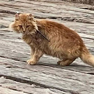 Shot but Still Fighting: The Stray Cat Who Survived the Unthinkable and ...